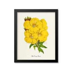 Yellow Evening Primrose Flower Art Print, Primrose Wall Art, Botanical ...
