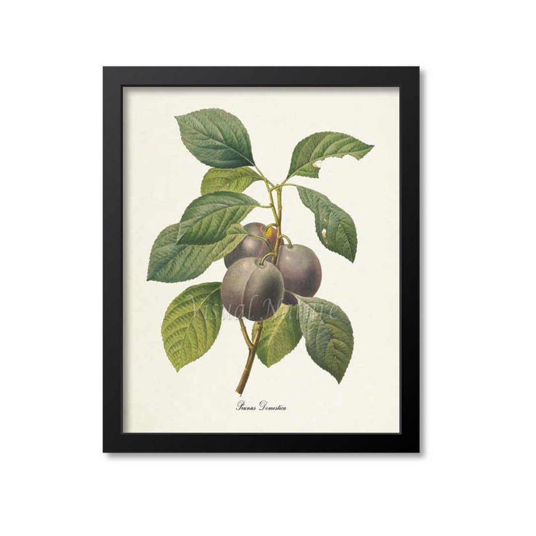 Plum Botanical Print, Plum Art Print, Plum Wall Art, Fruit Art, Fruit ...