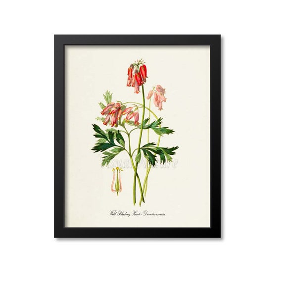 Wild Bleeding Heart Flower Art Print Botanical Art Print | Etsy