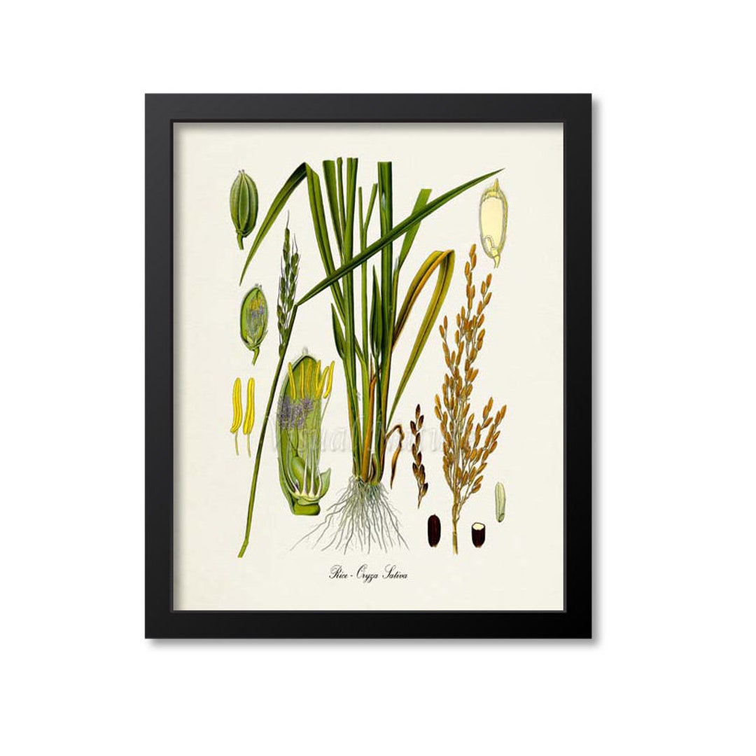 Rice Botanical Print, Rice Botanical Art Print, Rice Wall Art, Rice ...
