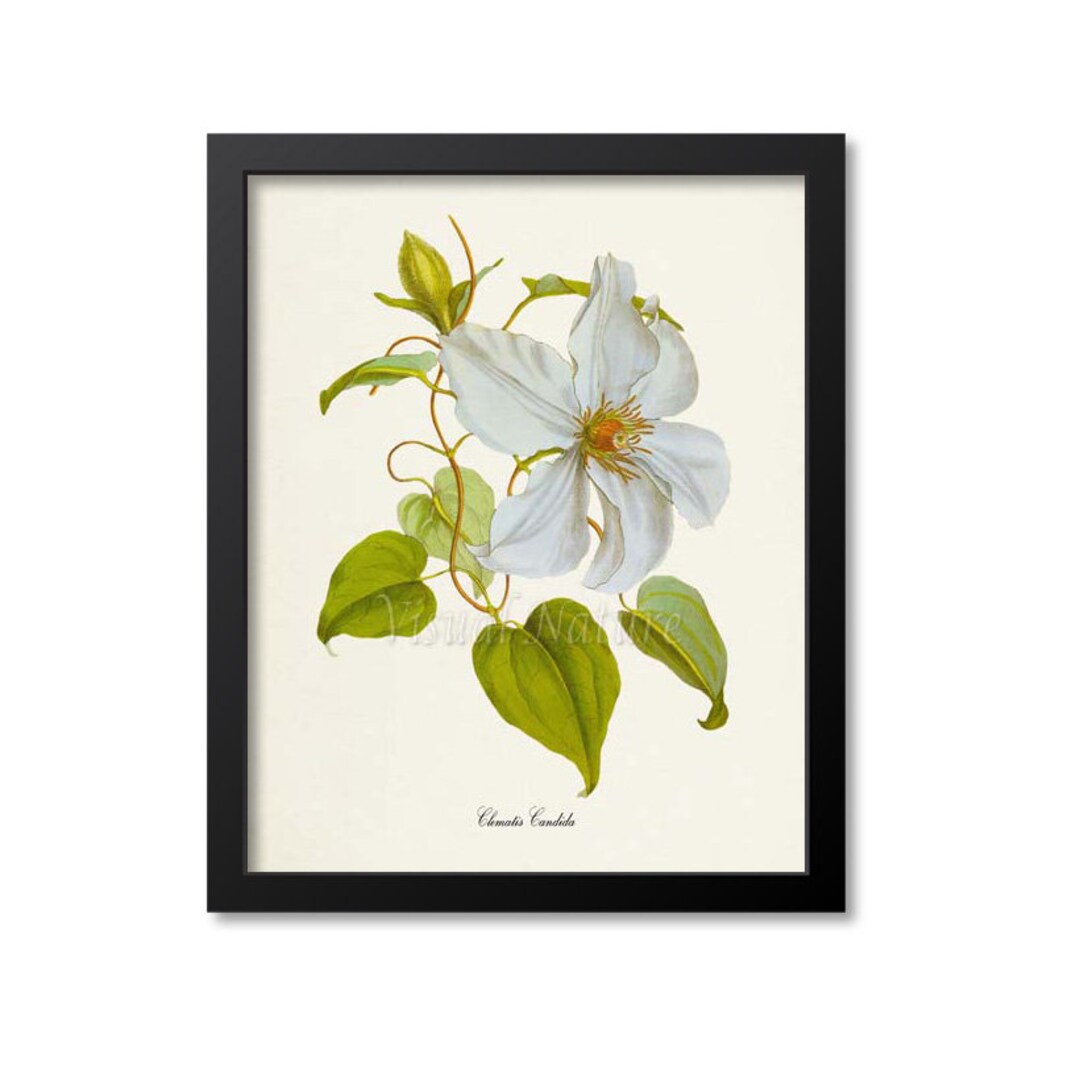 Clematis Candida Flower Art Print, Botanical Art Print, Flower Wall Art ...