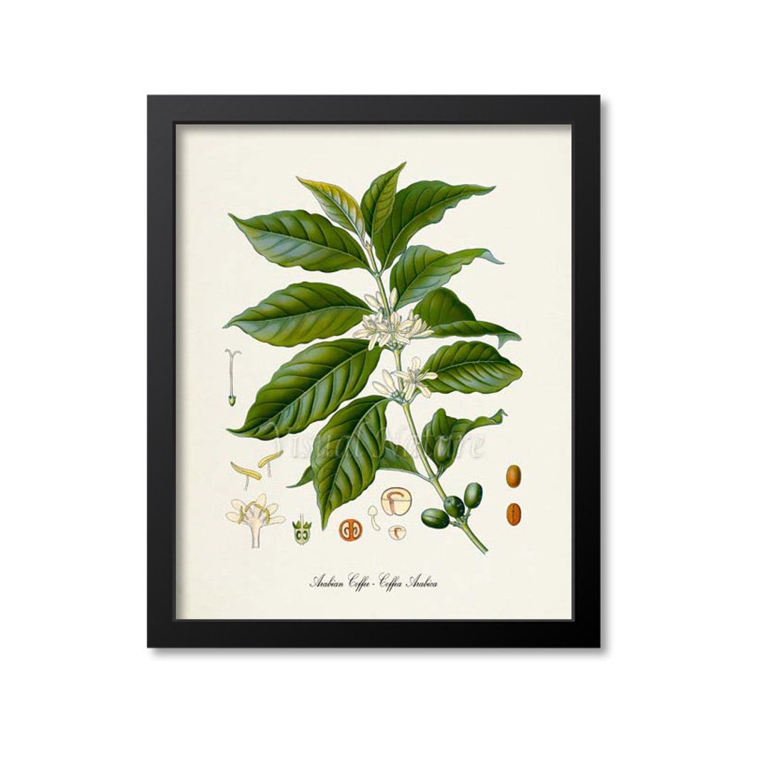 Coffee Botanical Print, Coffee Botanical Art Print, Coffee Bean ...