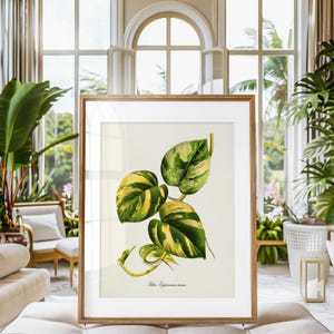 Pothos Art Print, Botanical Art Print, Pothos Plant Wall Art, Botanical ...