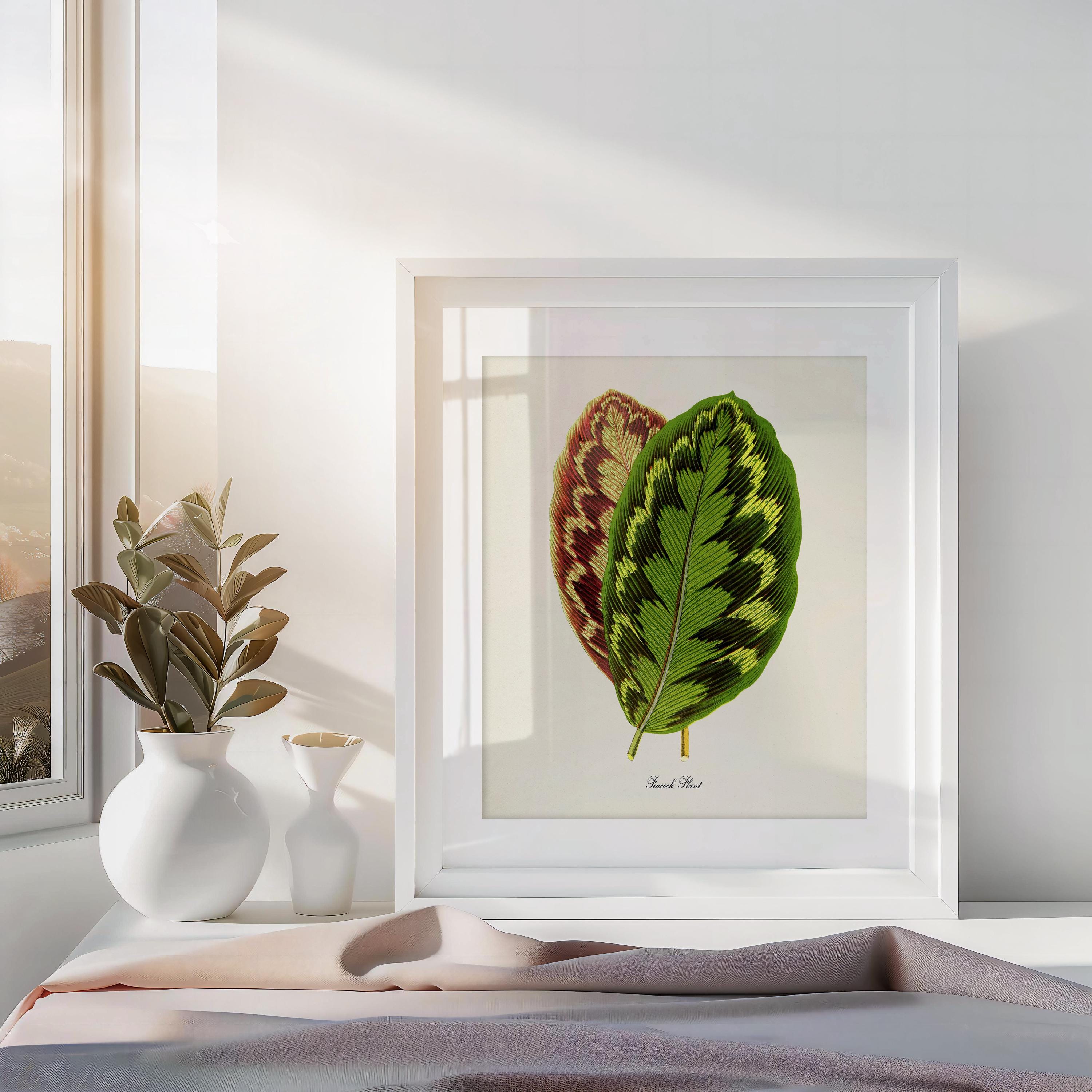 Peacock Plant Art Print, Peacock Plant Botanical Art Print, Wall Art ...