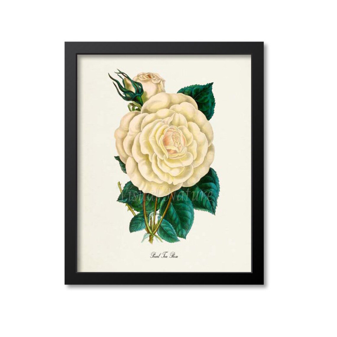 Pearl Tea Rose Flower Art Print Botanical Art Print Flower | Etsy
