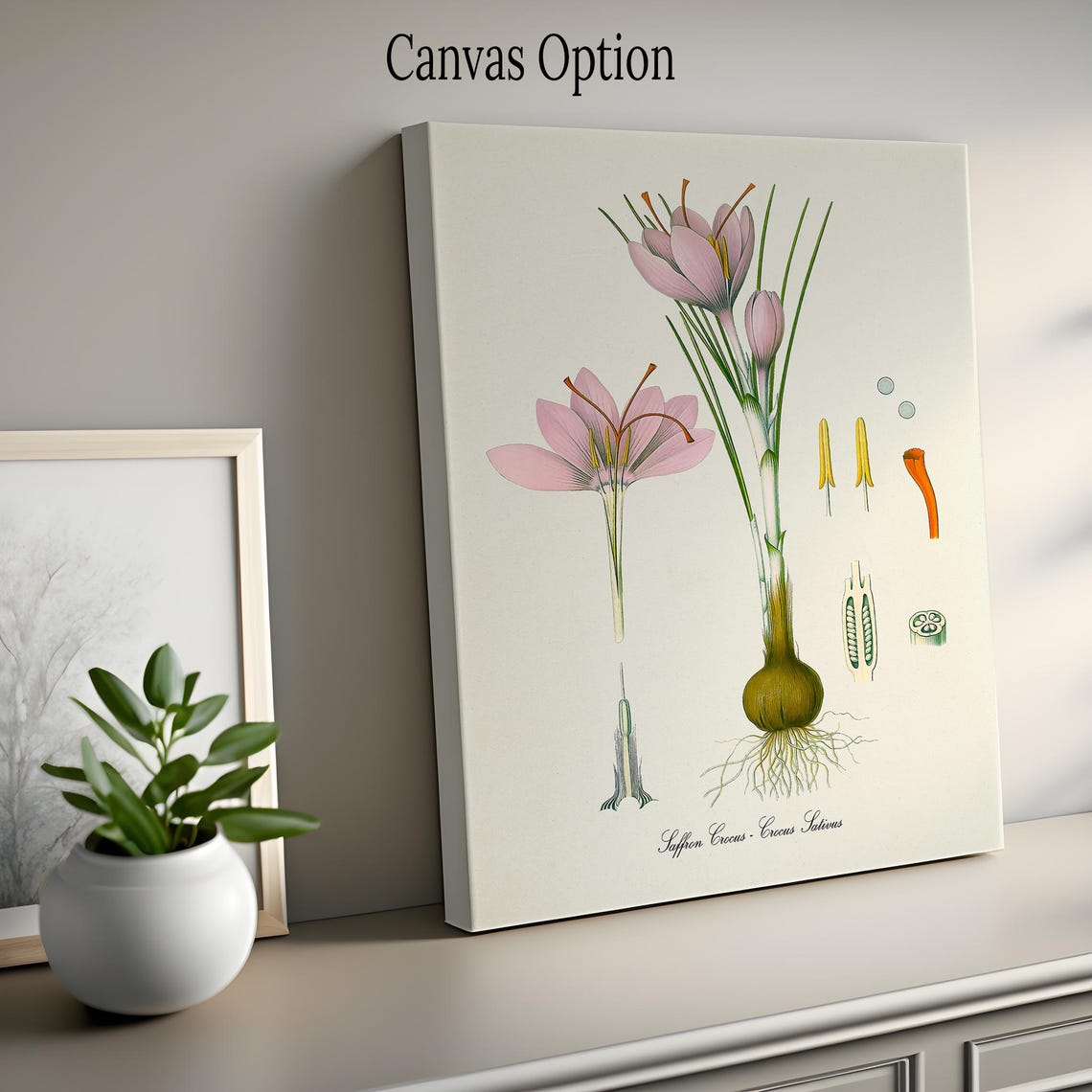 Saffron Crocus Botanical Print, Crocus Botanical Art Print, Crocus Wall ...