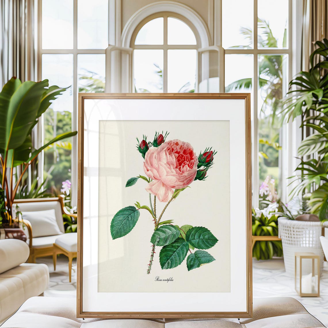 Provence Rose Flower Art Print, Rose Botanical Art Print, Flower Print ...