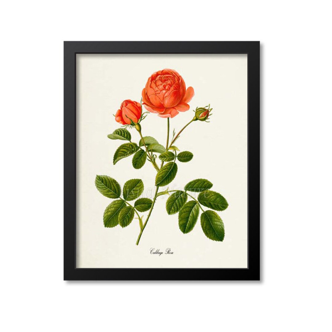 Cabbage Rose Flower Art Print, Rose Botanical Art Print, Flower Print ...