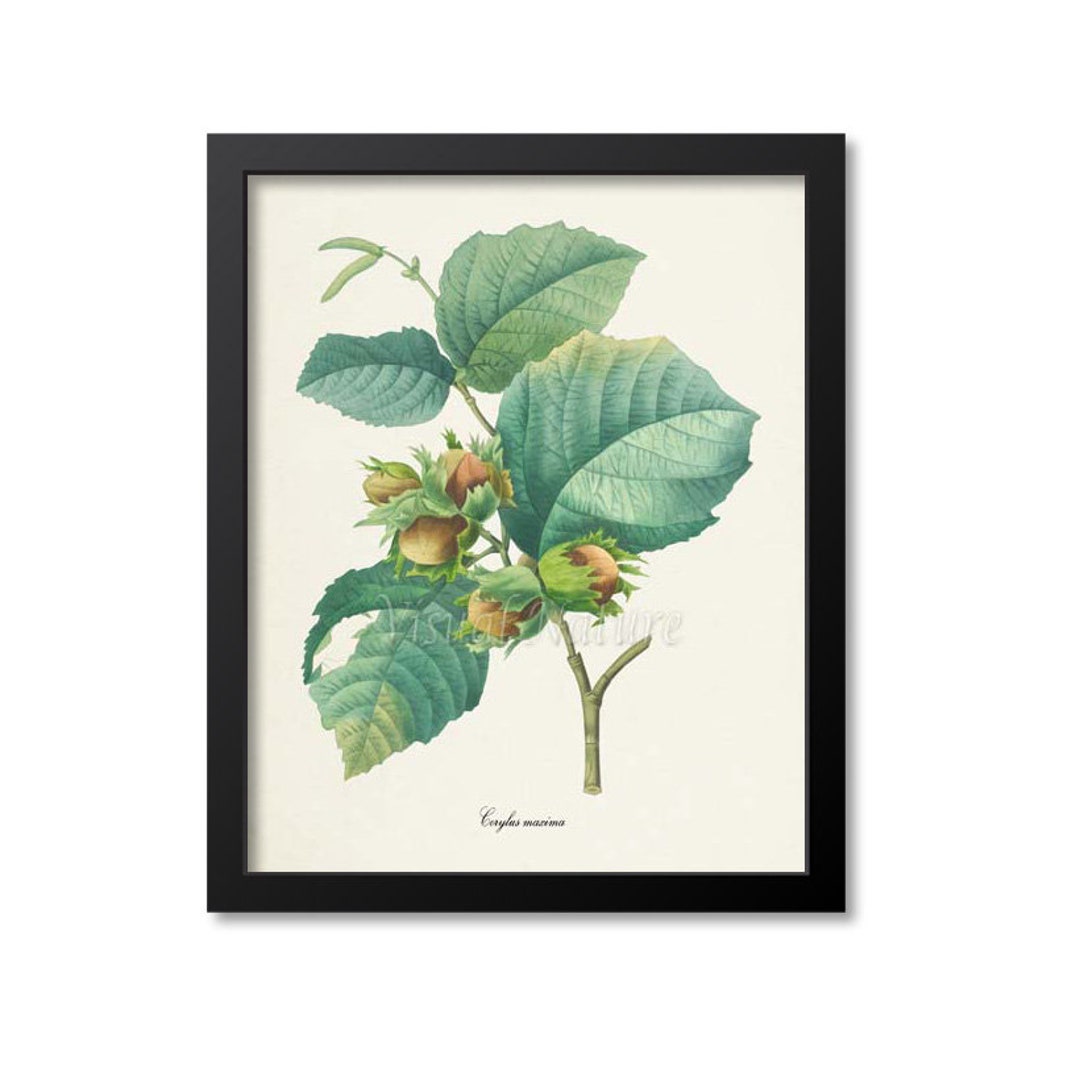 Hazelnut Botanical Print, Hazelnut Art Print, Wall Art, Fruit Art ...