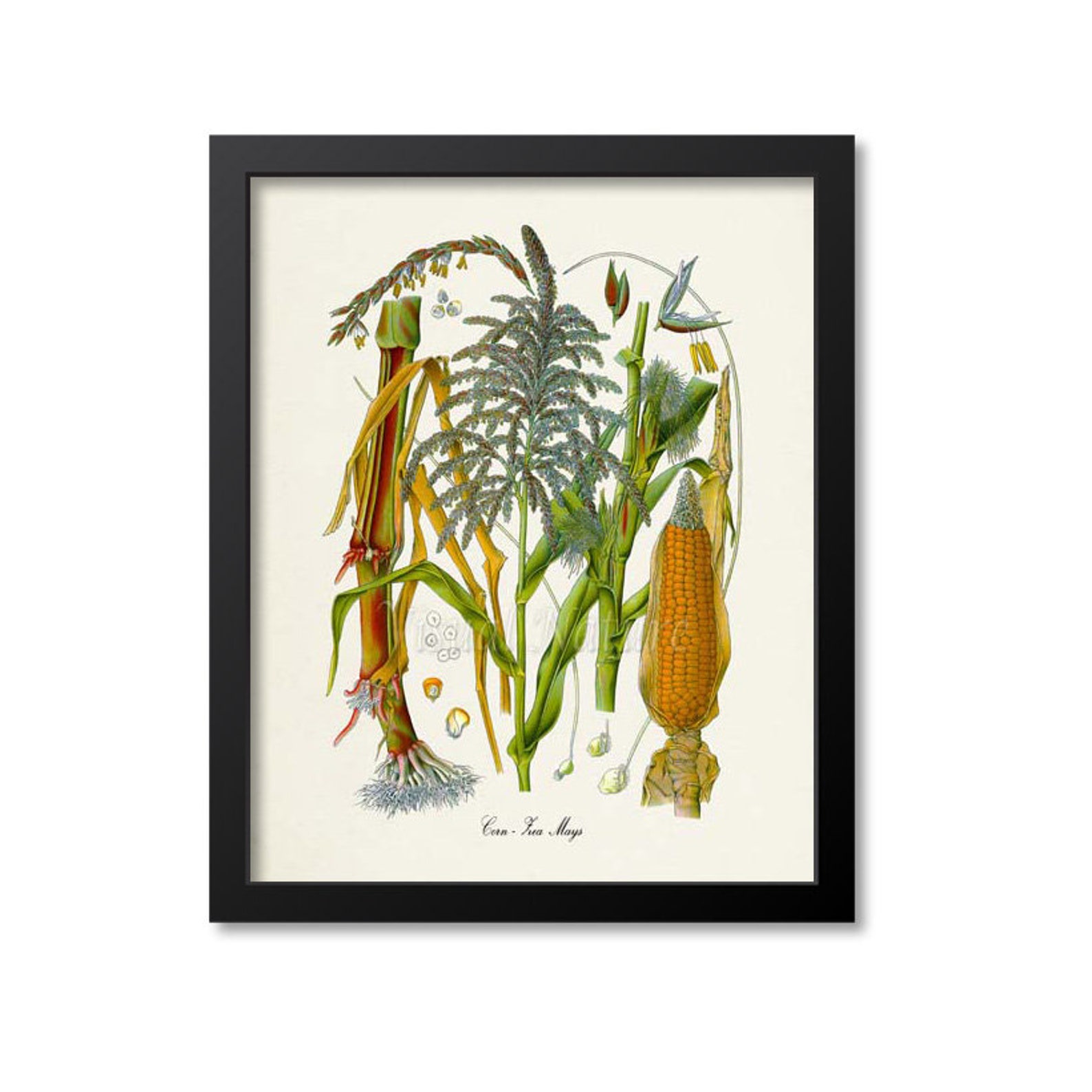 Corn Botanical Print Corn Botanical Art Print Corn Wall Art - Etsy
