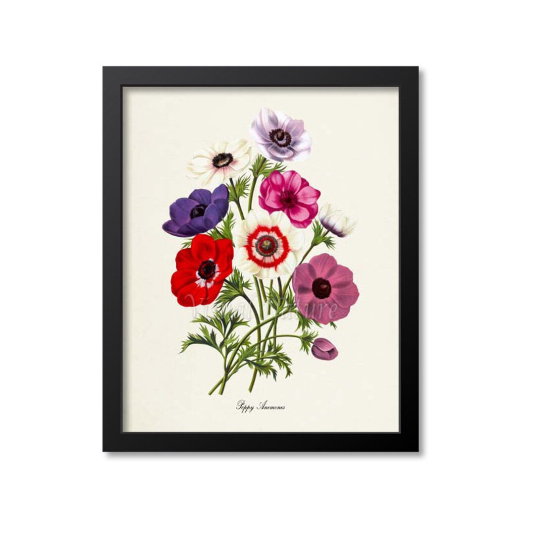 Poppy Anemones Flower Art Print, Botanical Art Print, Flower Wall Art ...