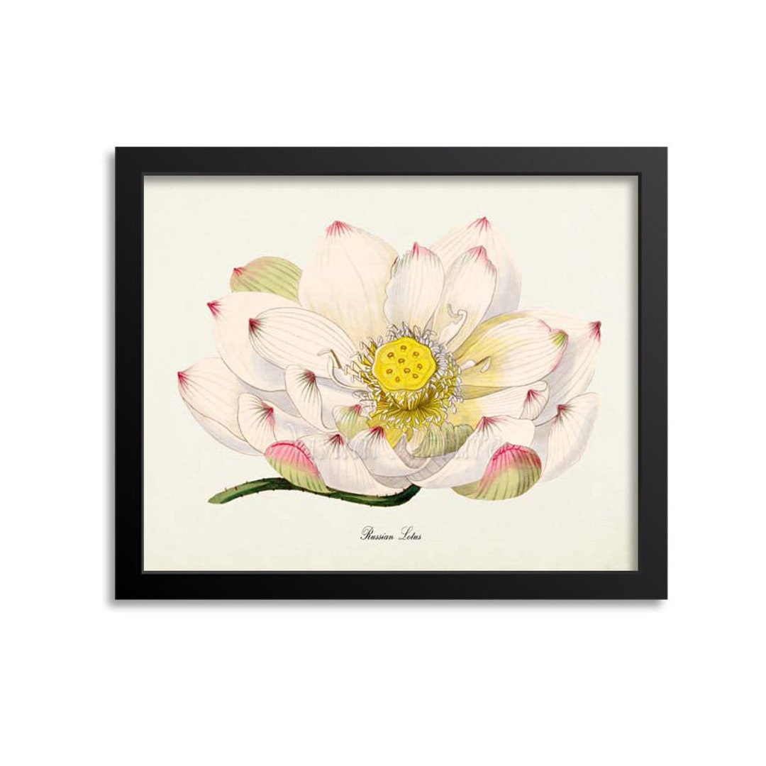 Russian Lotus Flower Art Print, White Lily Botanical Art Print, Flower ...