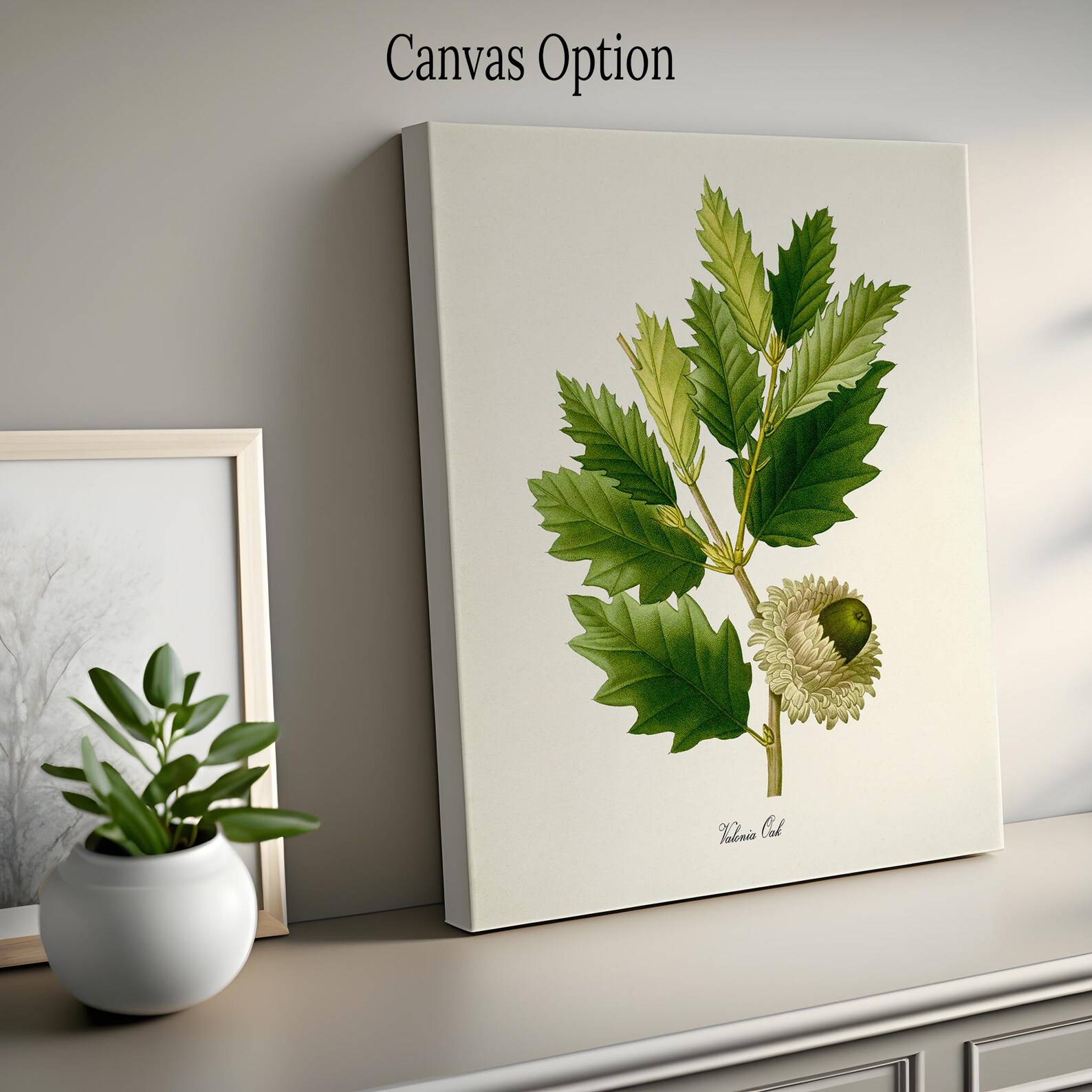 Valonia Oak Leaf Art Print, Botanical Art Print, Wall Art, Botanical ...