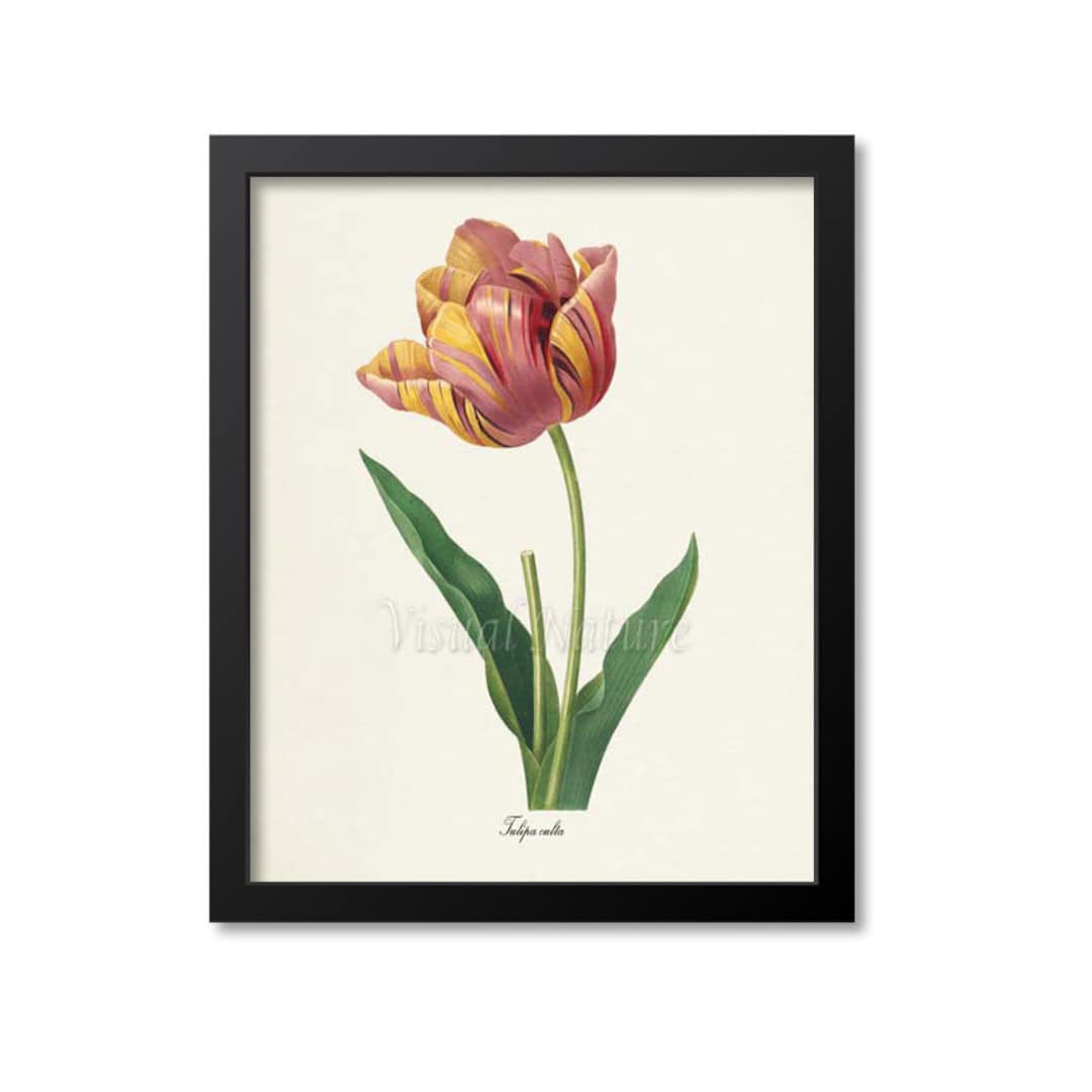 Tulip Flower Art Print, Botanical Art Print, Flower Wall Art, Flower ...