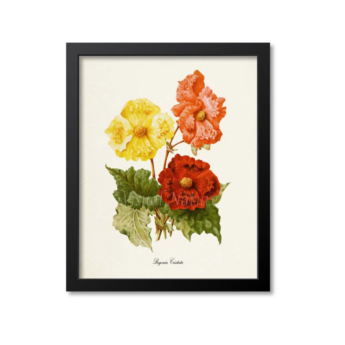 Begonia Cristata Flower Art Print, Botanical Art Print, Flower Wall Art ...