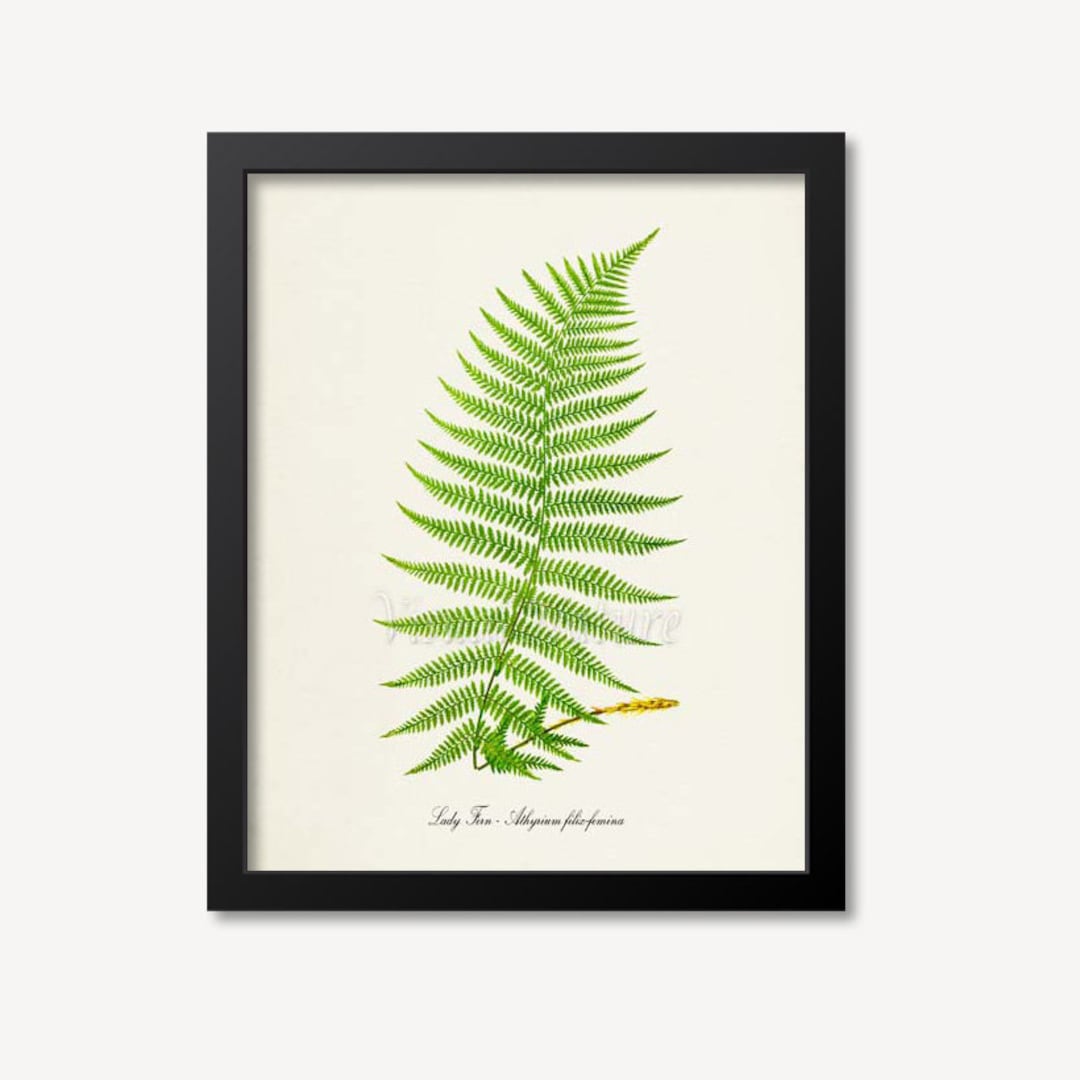 Lady Fern Art Print, Botanical Art Print, Fern Wall Art, Fern Print ...
