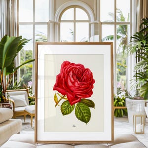 Red Rose Flower Art Print, Botanical Art Print, Flower Wall Art, Flower ...