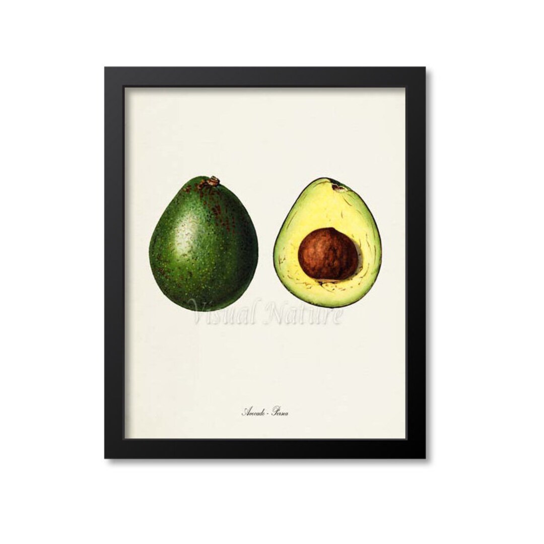 Avocado Botanical Print, Avocado Art Print, Fruit Art, Fruit Print ...