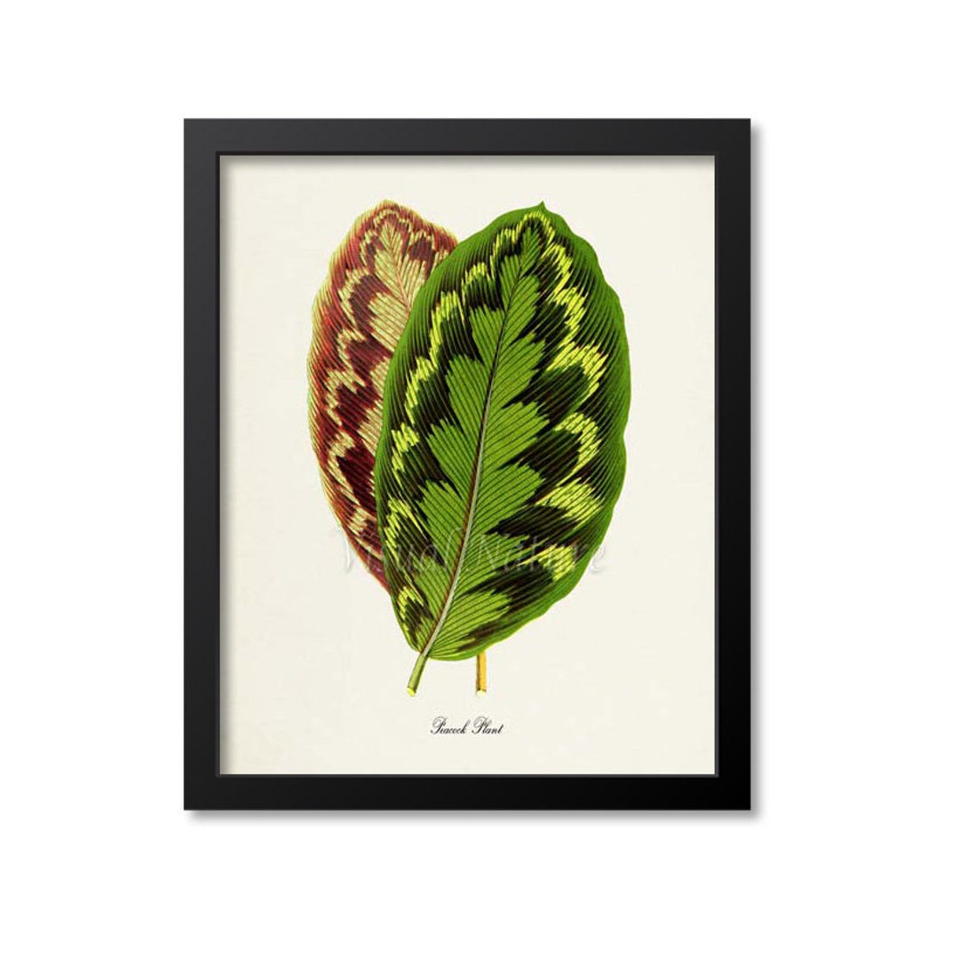 Peacock Plant Art Print, Peacock Plant Botanical Art Print, Wall Art ...