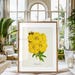 Yellow Evening Primrose Flower Art Print, Primrose Wall Art, Botanical ...