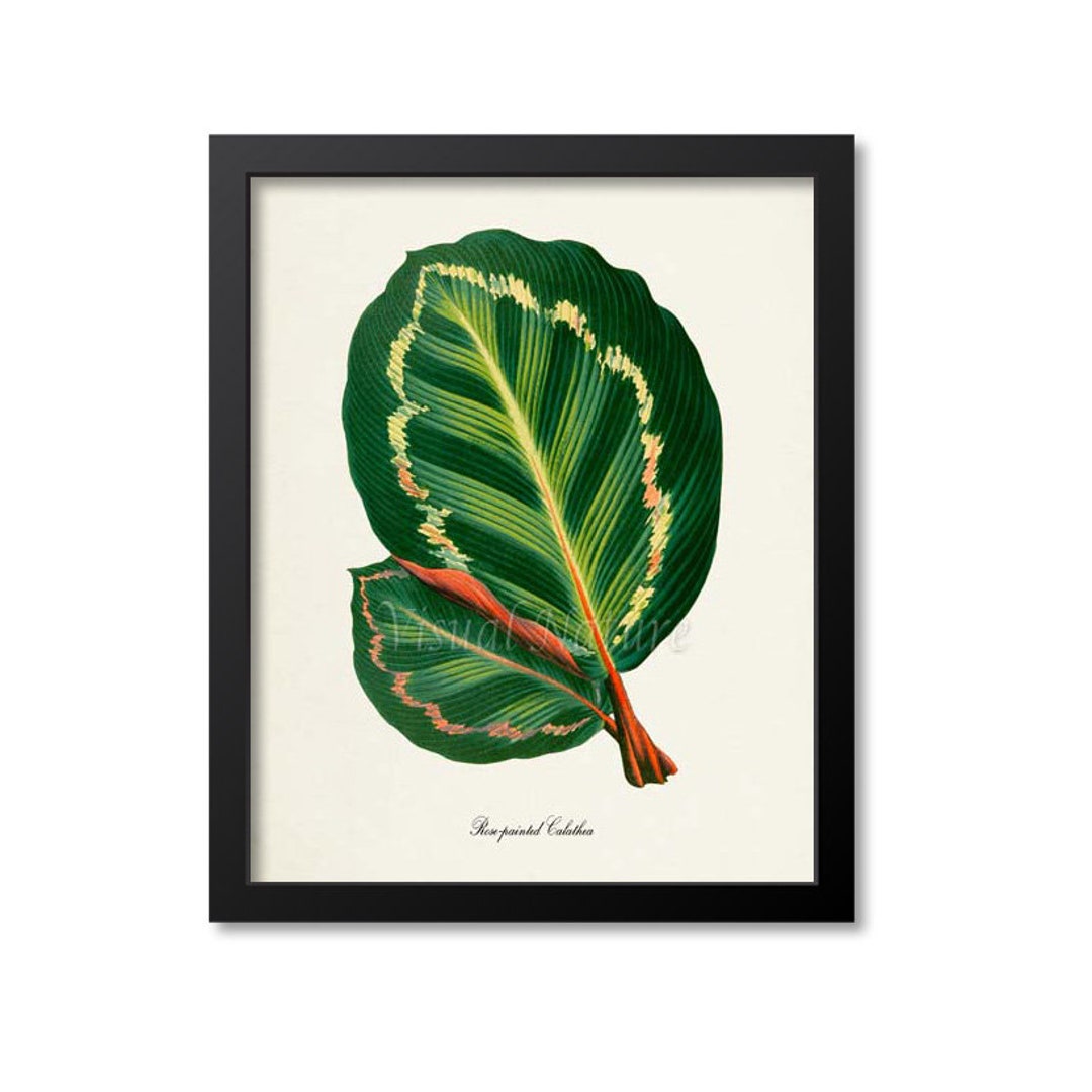 Rose-painted Calathea Art Print, Rose-painted Calathea Botanical Art ...