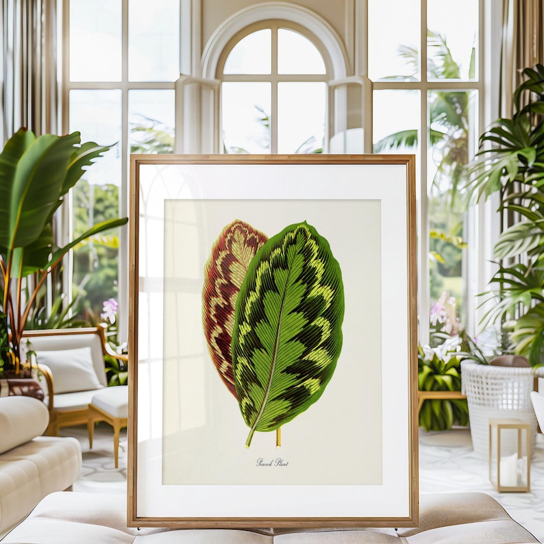 Peacock Plant Art Print, Peacock Plant Botanical Art Print, Wall Art ...
