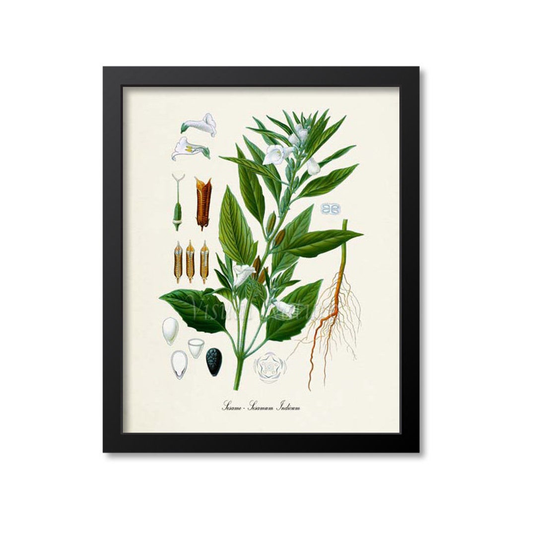 Sesame Botanical Print, Sesame Botanical Art Print, Sesame Wall Art ...