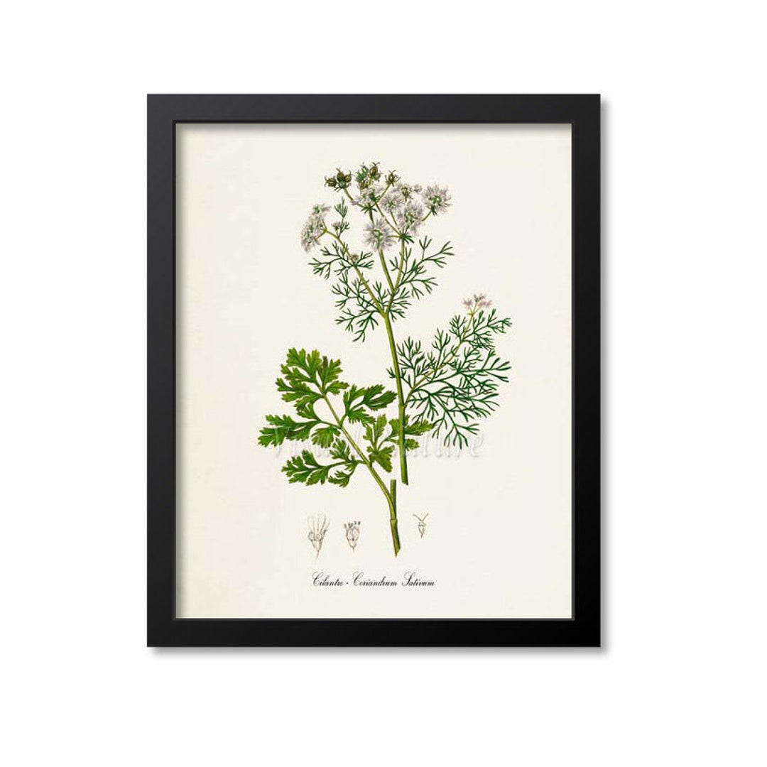 Cilantro Botanical Print, Cilantro Botanical Art Print, Cilantro Wall ...