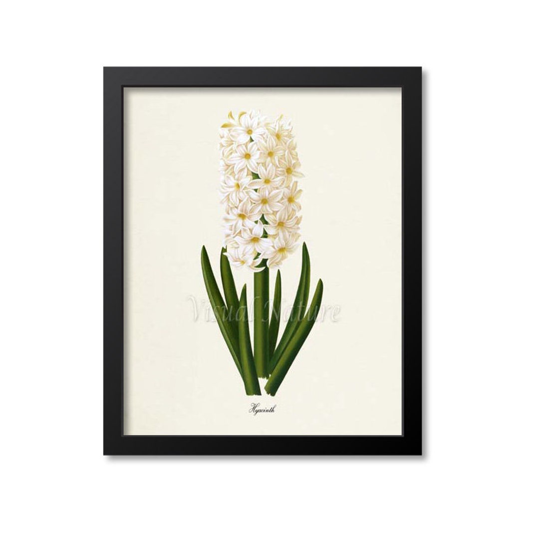 Hyacinth Flower Art Print, Botanical Art Print, Flower Wall Art, Flower ...