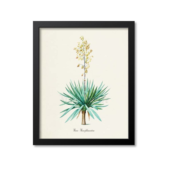 Yucca - Etsy