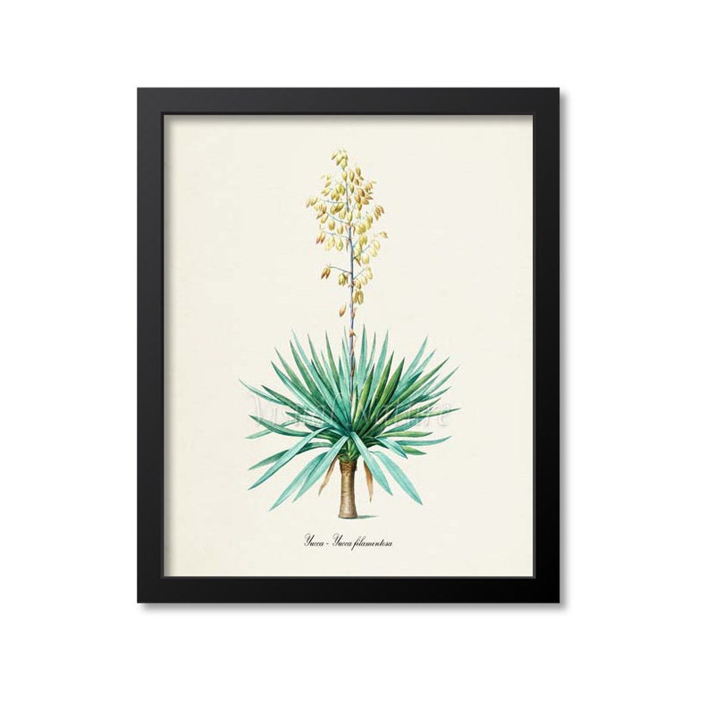 Yucca Flower - Etsy