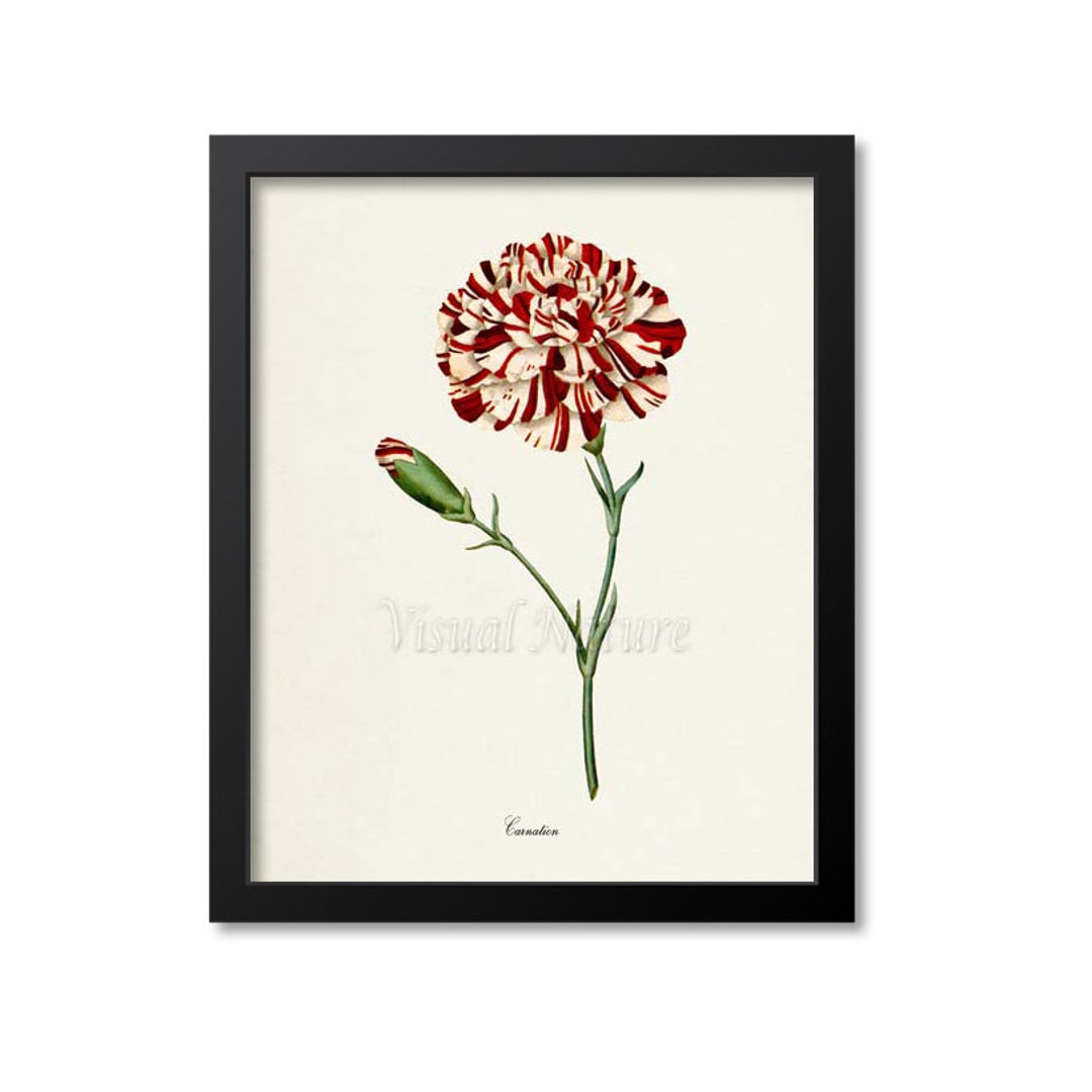 Carnation Flower Art Print, Botanical Art Print, Flower Wall Art ...