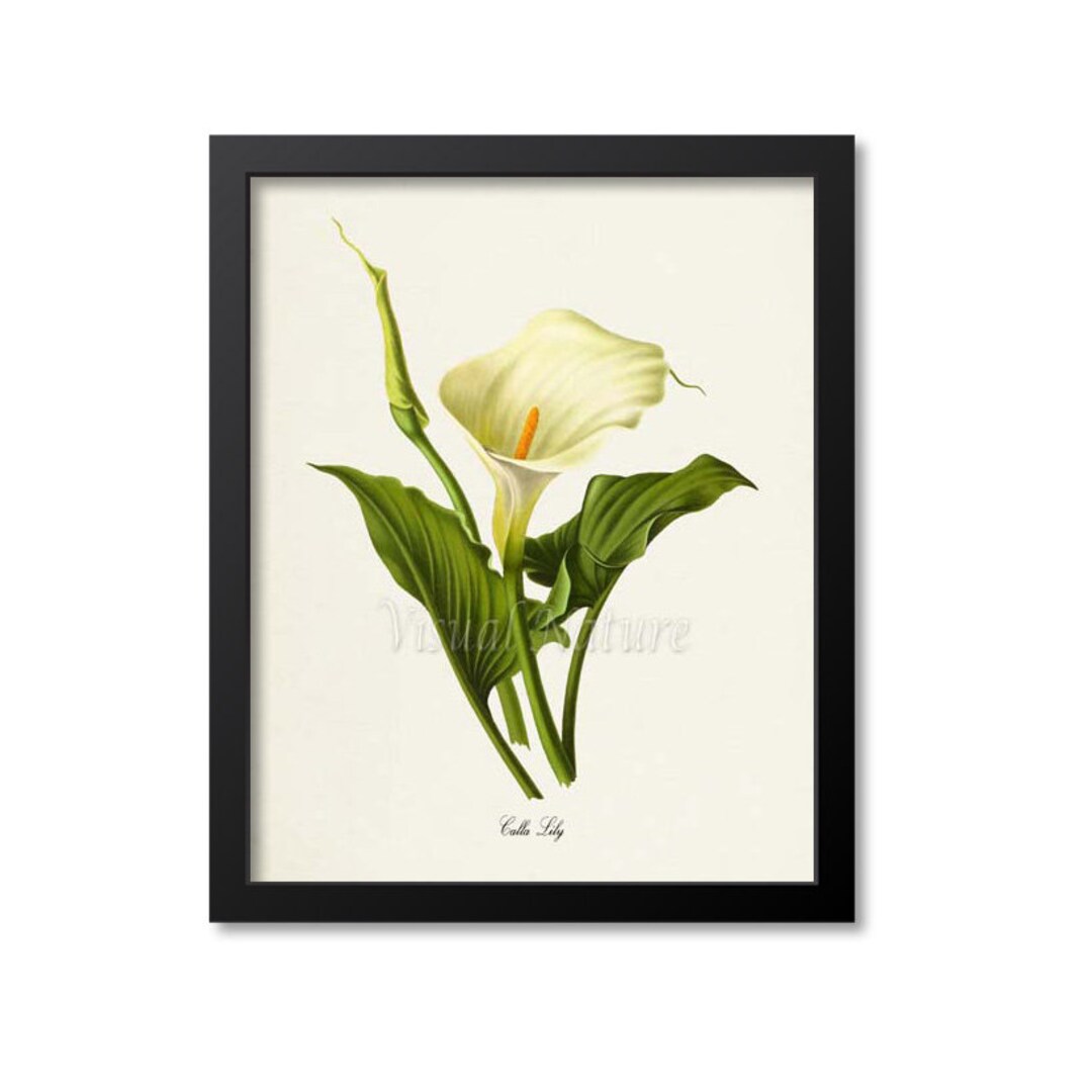 Calla Lily Flower Art Print, Botanical Art Print, Flower Wall Art ...