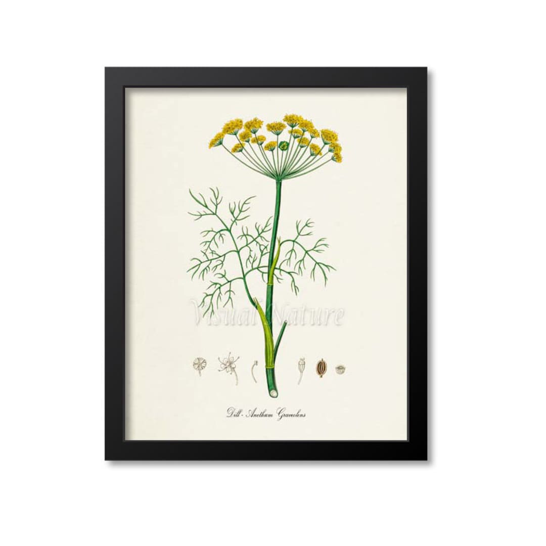 Dill Botanical Print, Dill Botanical Art Print, Dill Wall Art, Herb ...
