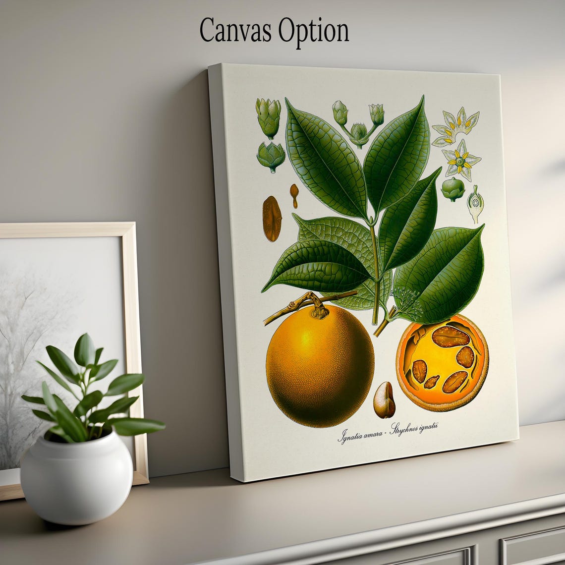 Ignatia Amara Botanical Wall Art Print, Poison Plant, Beans of St ...