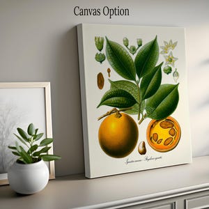 Ignatia Amara Botanical Wall Art Print, Poison Plant, Beans of St ...