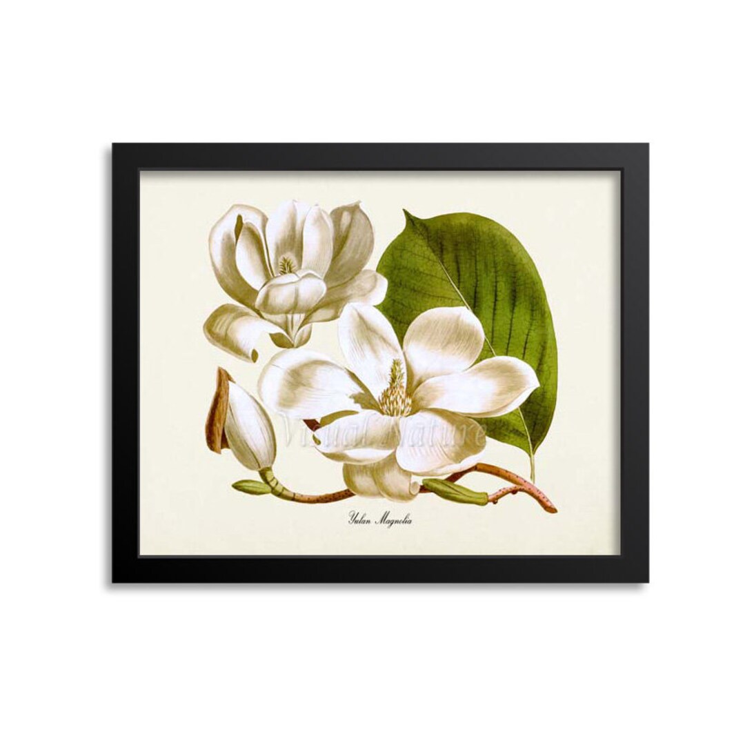 Yulan Magnolia Flower Art Print, Botanical Art Print,flower Wall Art ...