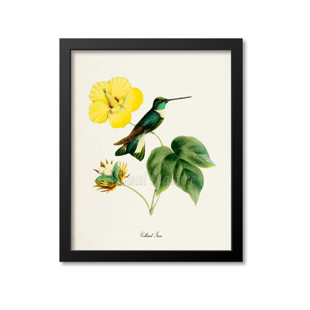 Collared Inca Hummingbird Print, Bird Art Print, Bird Art, Bird Poster ...