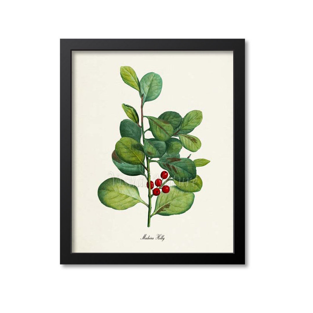 Madeira Holly Art Print, Holly Botanical Art Print, Wall Art, Botanical ...