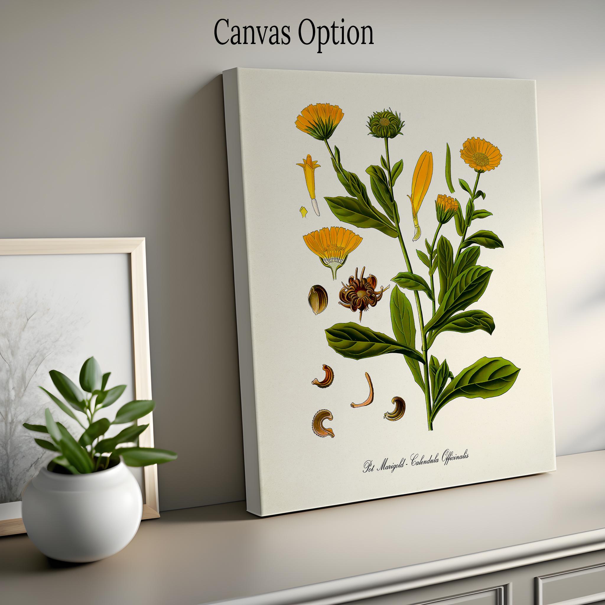 Pot Marigold Botanical Print, Marigold Botanical Art Print, Marigold ...