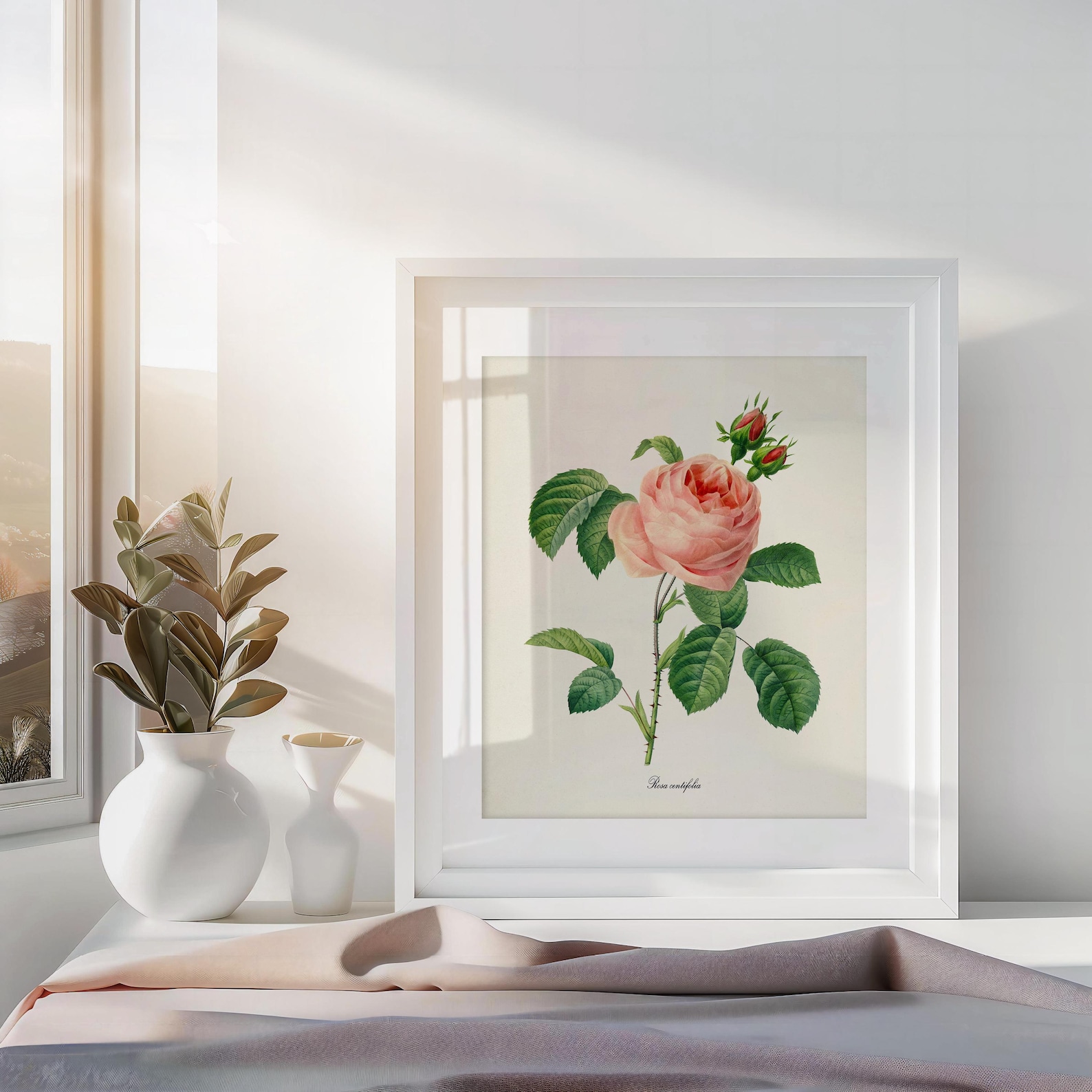 Provence Rose Flower Art Print, Rose Botanical Art Print, Flower Print ...