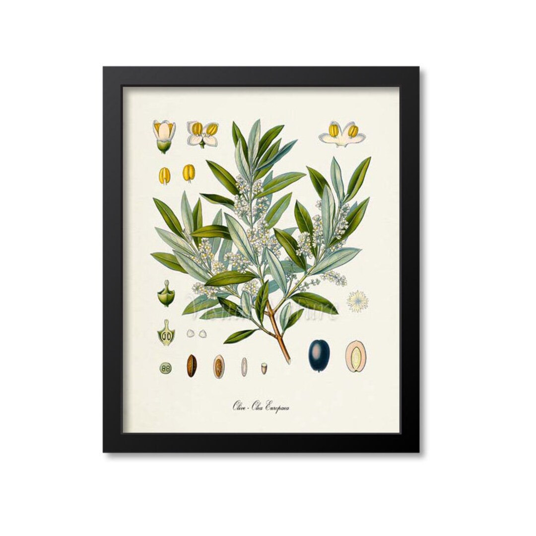 Olive Botanical Print, Olive Botanical Art Print, Olive Wall Art, Olive ...