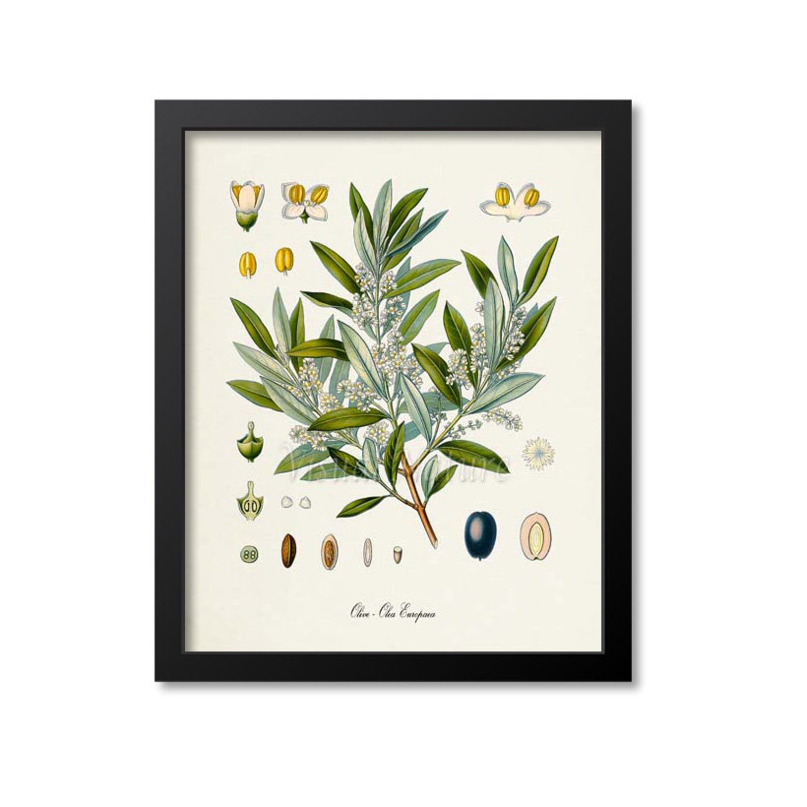 Olive Botanical Print Olive Botanical Art Print Olive Wall - Etsy