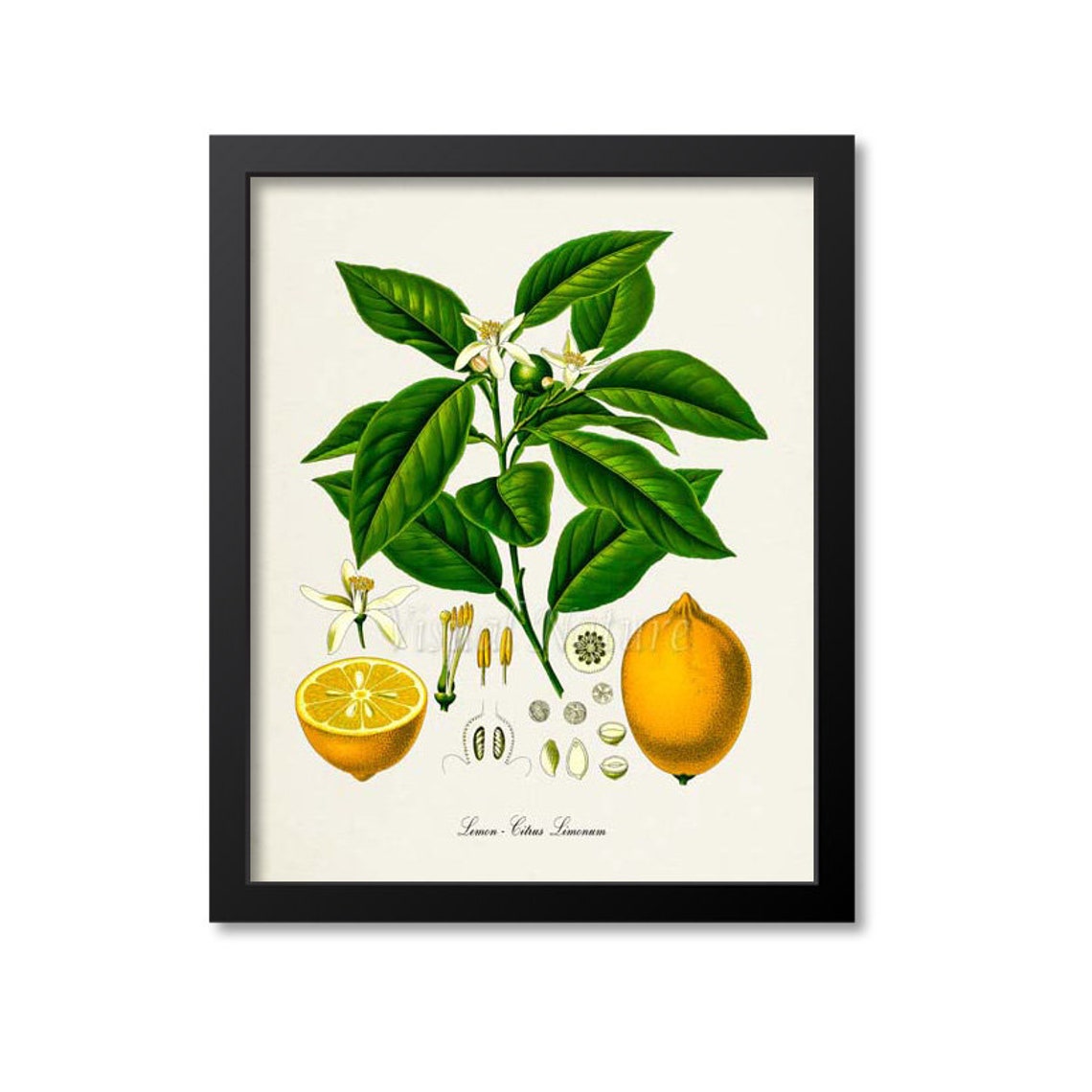 Lemon Botanical Print Lemon Botanical Art Print Lemon Wall - Etsy
