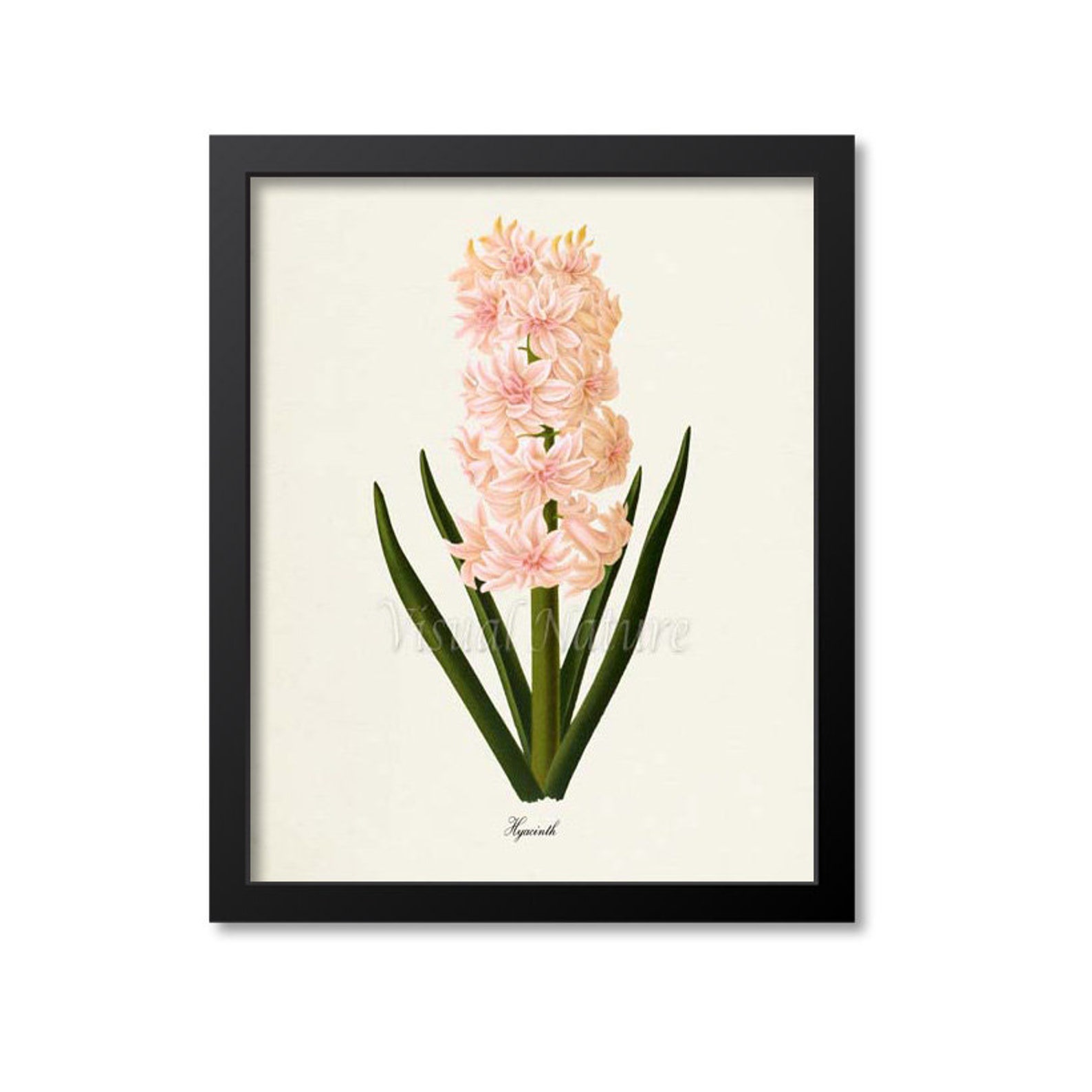 Hyacinth Flower Art Print, Botanical Art Print, Flower Wall Art, Flower ...