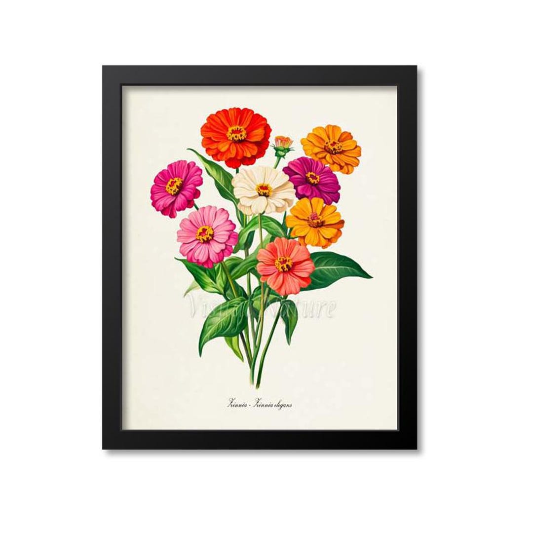 Zinnia Botanical Print, Zinnia Botanical Art Print, Zinnia Wall Art ...