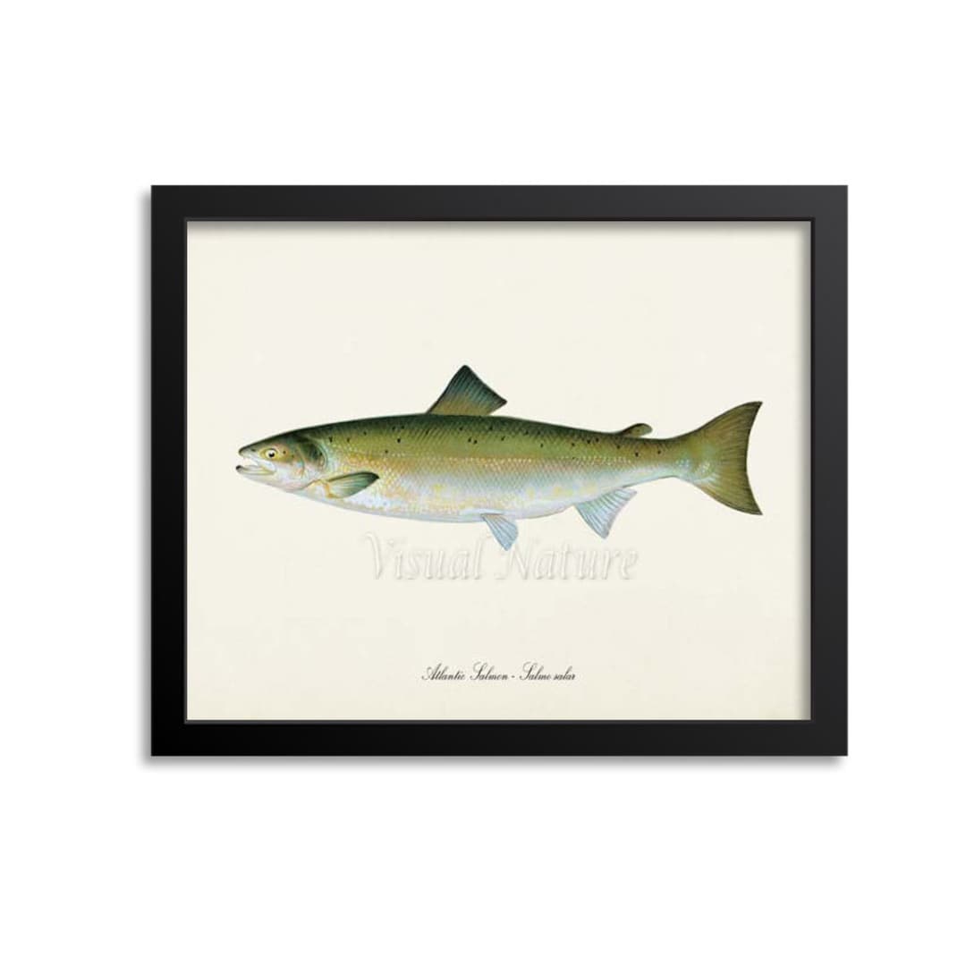 Atlantic Salmon Art Print, Fishing Art Print, Fishing Wall Art Decor - Etsy