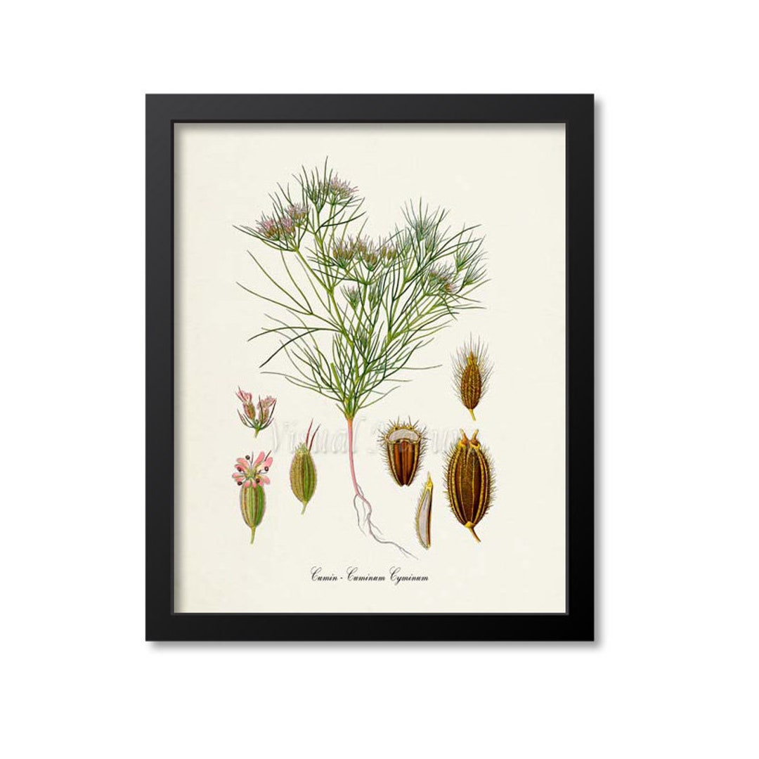 Cumin Botanical Print, Cumin Botanical Art Print, Cumin Wall Art, Cumin ...