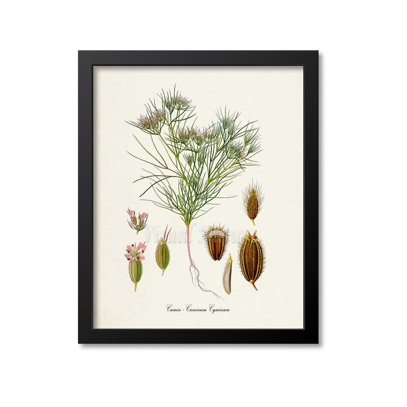 Cumin Botanical Print Cumin Botanical Art Print Cumin Wall | Etsy