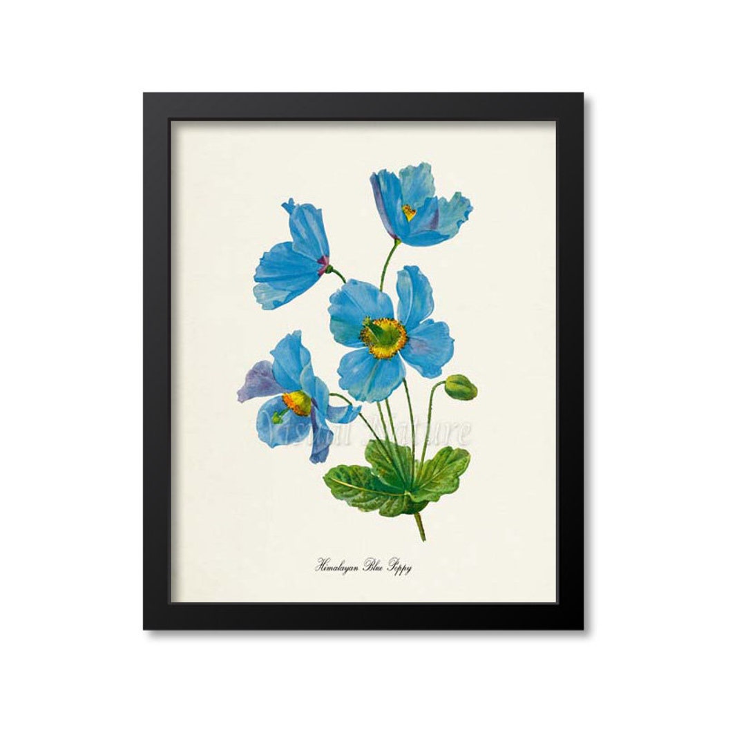 Himalayan Blue Poppy Flower Art Print, Botanical Art Print, Flower Wall ...